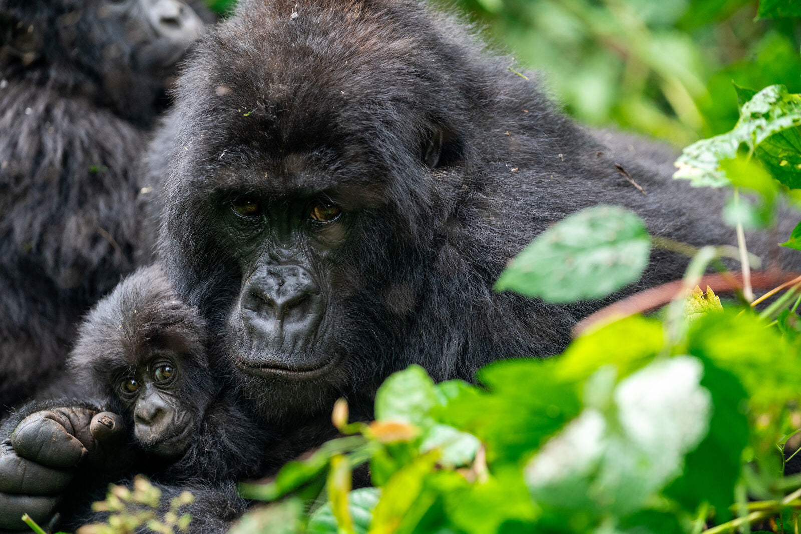 Virunga National Park